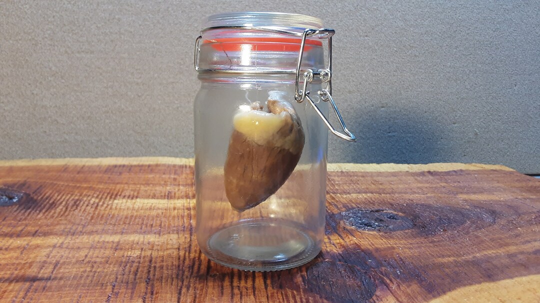 Wet Wild Turkey Heart/real/wet Specimen/jar - Etsy