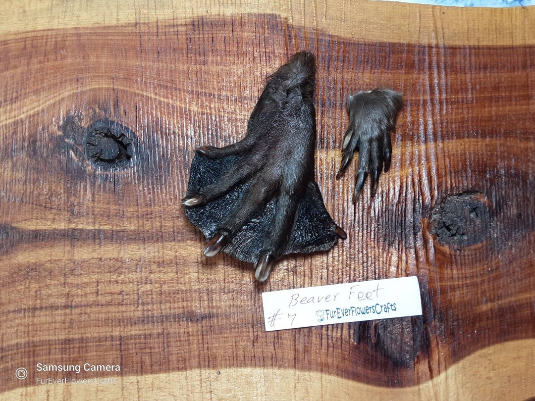 Beaver Feet/2 Beaver Feet/beaver Foot/mummified - Etsy