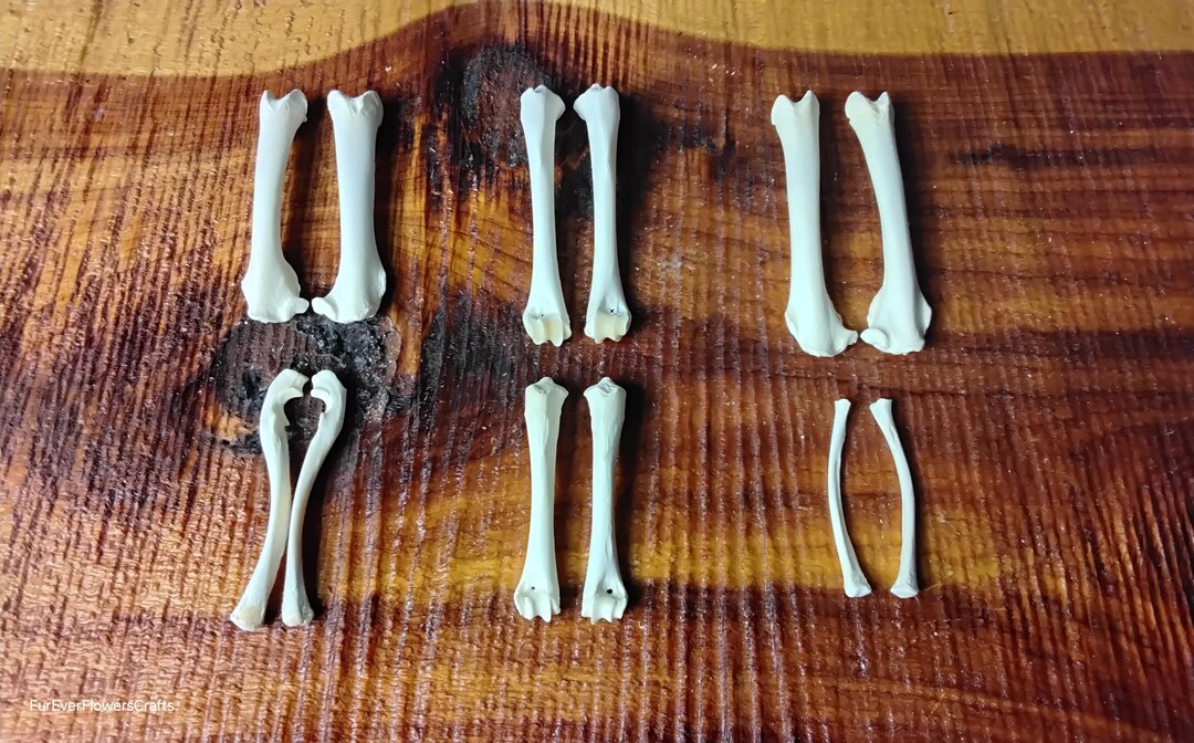 Rabbit Bones/12 Pack/leg Bones/real Bone/craft Bones - Etsy