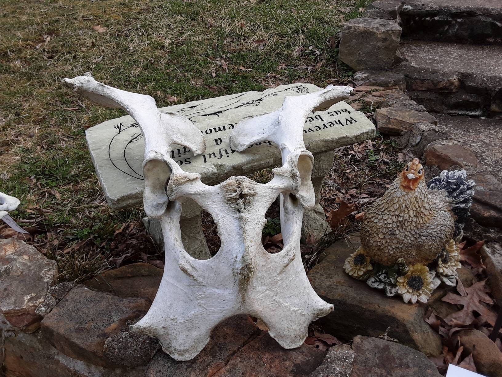 Cow Bone/Cow Pelvic/Bull/Pelvis Bone/Found/Real Bone/Pelvis | Etsy