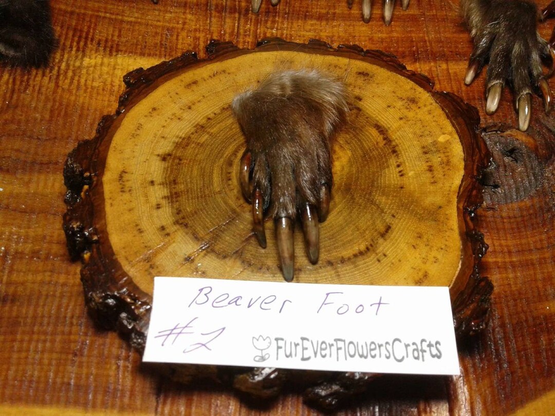 Beaver Foot/1 Beaver Foot/beaver Claws/front Foot/feet/beaver Parts - Etsy