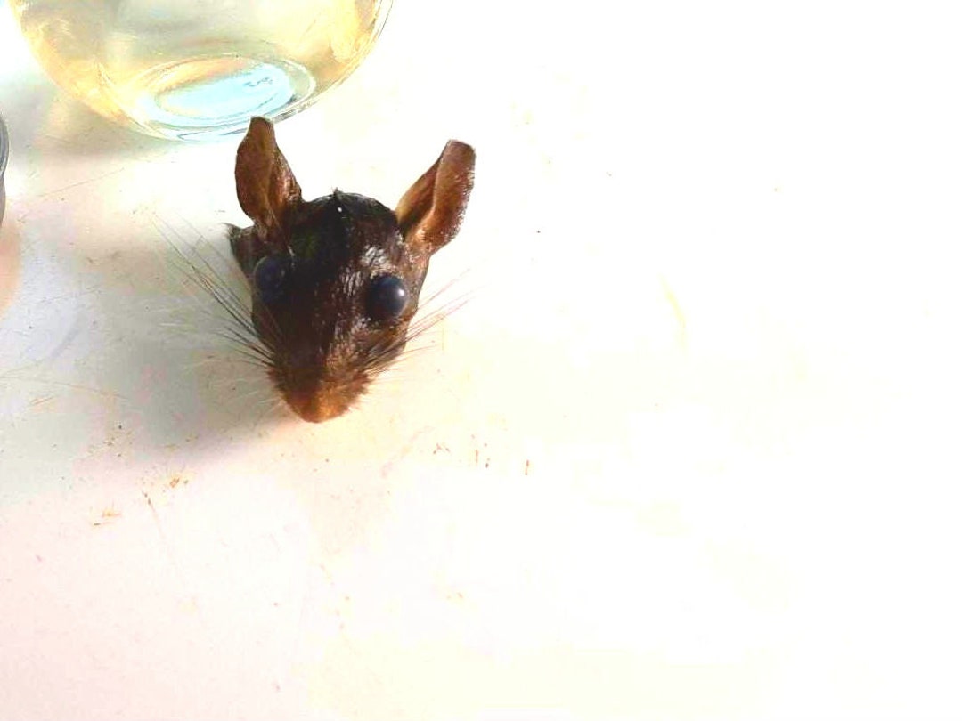 Wet Mouse Head/wild Field Mouse/real/wet Specimen/glass Jar/ - Etsy