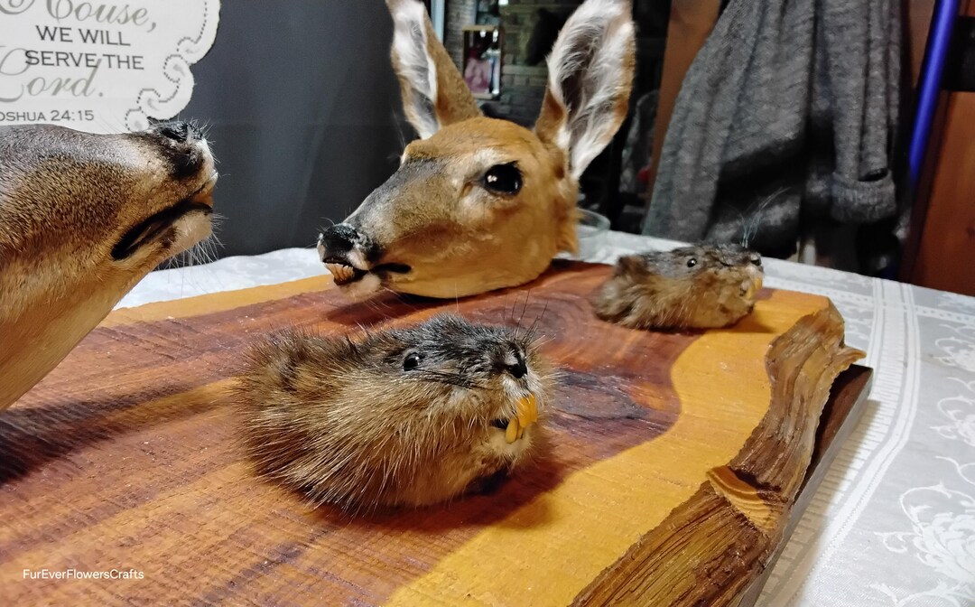 Muskrat Head/mummified Head/glass Eyes/real - Etsy