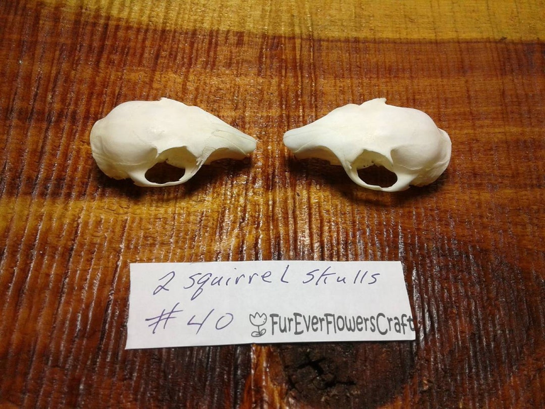 Squirrel Skull/2 Pack/grey Squirrel/animal Skull/real Skull/upper Skull ...
