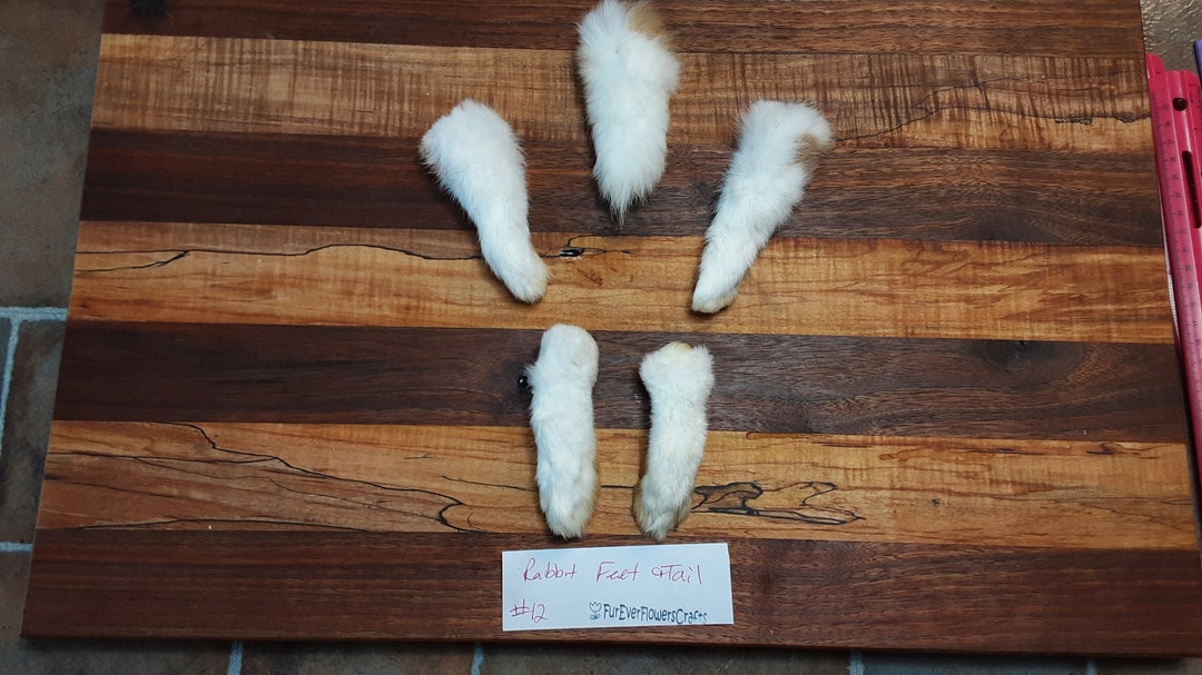 Rabbit Feet/4 Feet, 1 Tail/dryed/real Feet/foot/mummified - Etsy