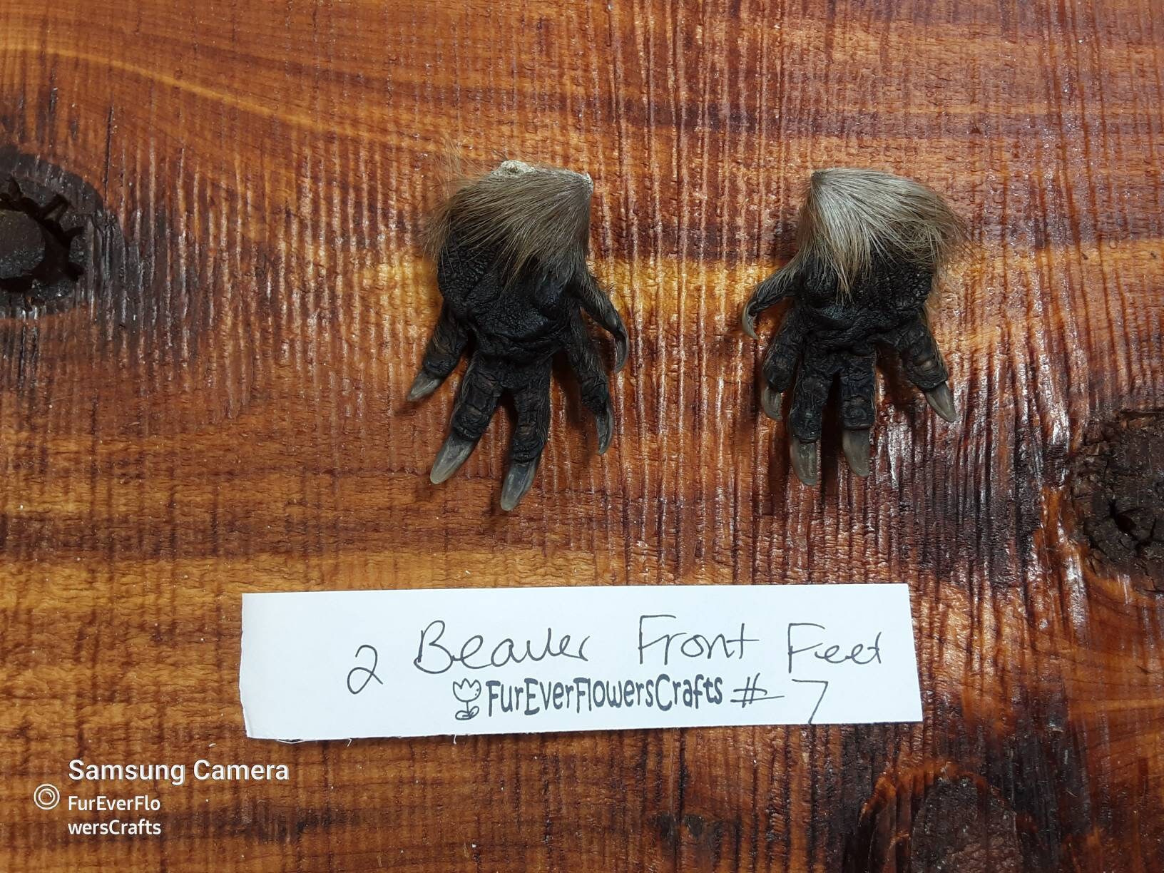 Beaver Feet/Foot/2 Beaver Feet/Beaver Claws/Front Feet/Beaver | Etsy