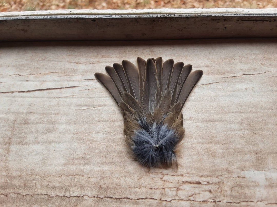 Sparrow Tail Fan/european House Sparrow/real Feathers - Etsy