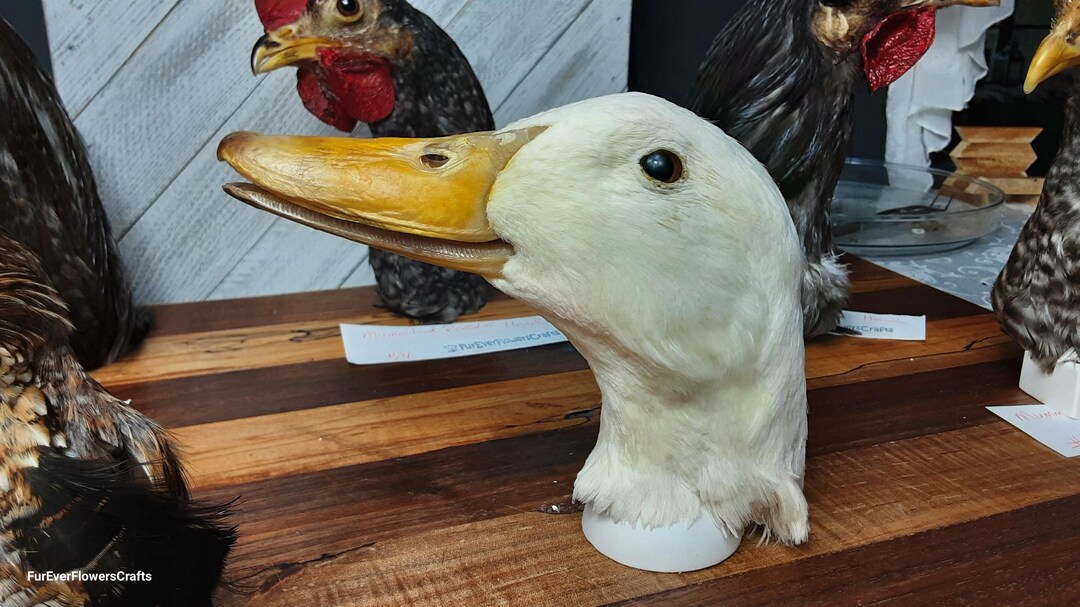 Duck Head/mummified Duck Head With Glass Eye's/real - Etsy