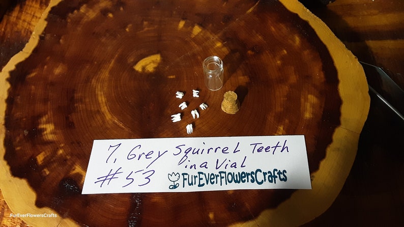 Squirrel Teeth in Vial/7 Gray Squirrel Teeth/teeth in a Bottle/squirrel ...