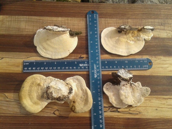 Shelf Mushrooms 7 Pollypore Mushrooms Sponge Mushrooms Craft Supplies