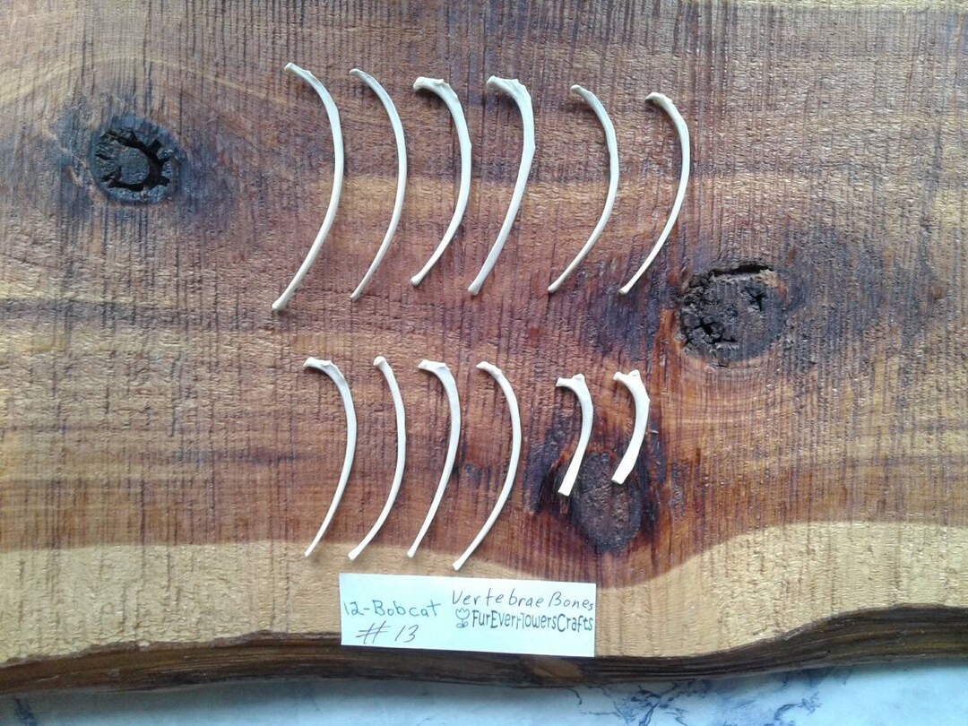 Bobcat Bones/12 Rib Bones/real Bone/jewelry Bones/craft Bones/lynx ...