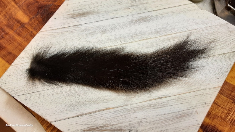 Squirrel Tail/1 Tail/northern Black Squirrel/mummified/dried/tail Pelts ...
