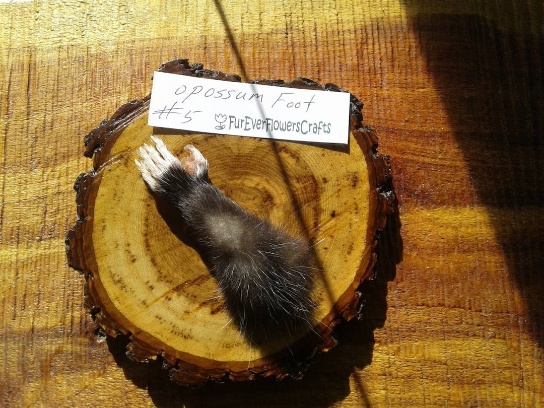 Opossum Foot/1 Foot/opossum Claws/feet/real - Etsy