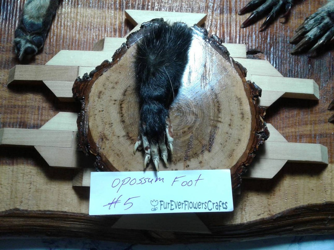 Opossum Foot/1 Foot/opossum Claws/feet/real - Etsy