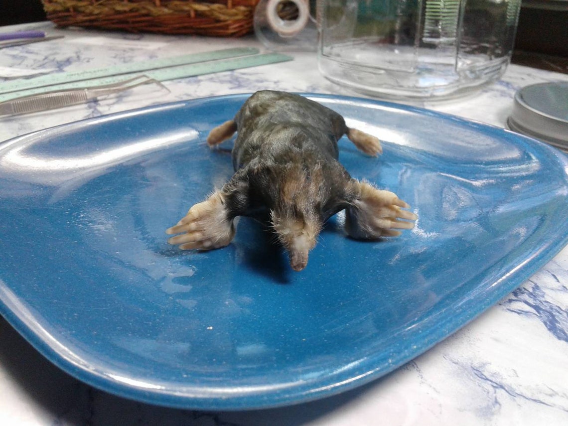 Wet Eastern Mole/Wet Specimen/Glass Jar | Etsy