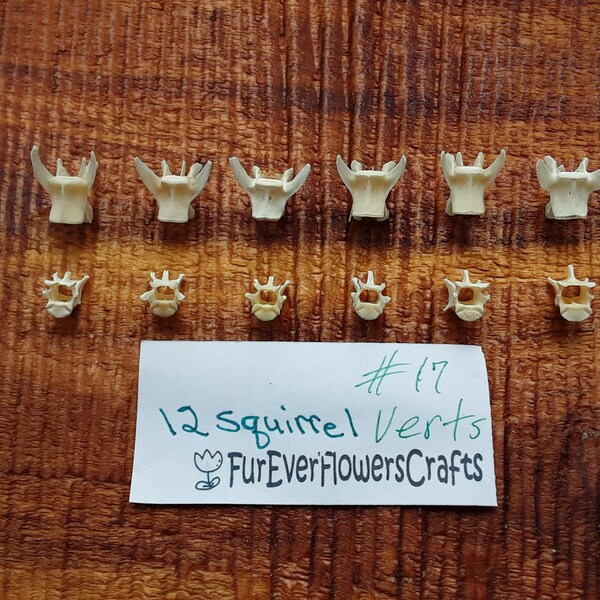 Animal Bones Real - Etsy