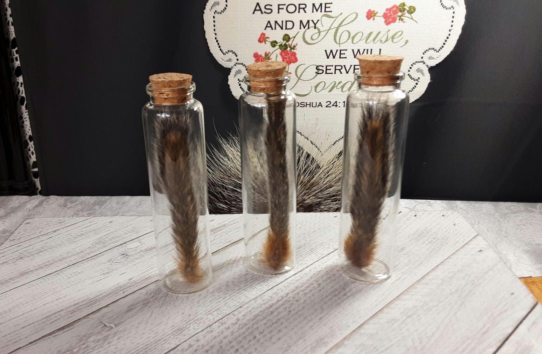Chipmunk Tail in Vial/real/chipmunk/mummified - Etsy