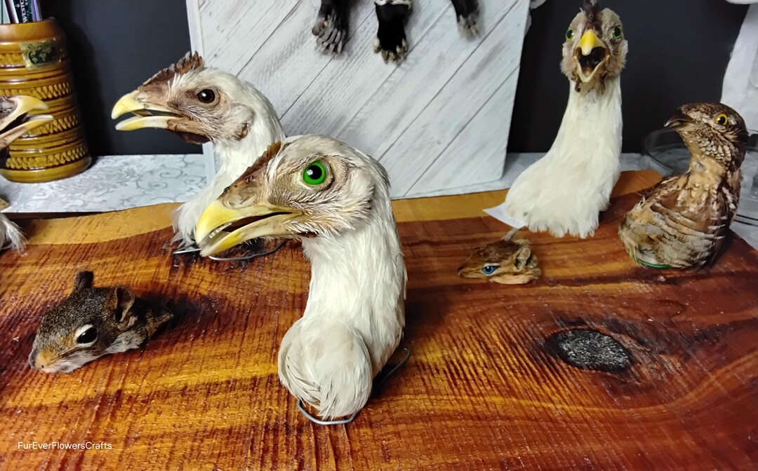 Chicken Head/mummified Chicken Head With Glass Eye's/real/green Eye's ...