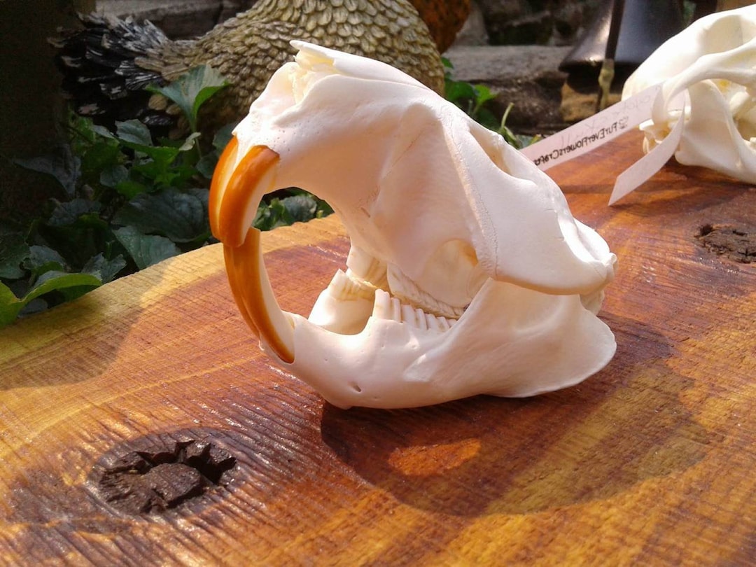 Beaver Skull/large/animal Skull/real Skull/bone/ - Etsy