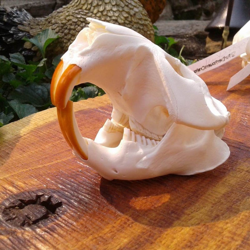 Skunk Skull - Etsy