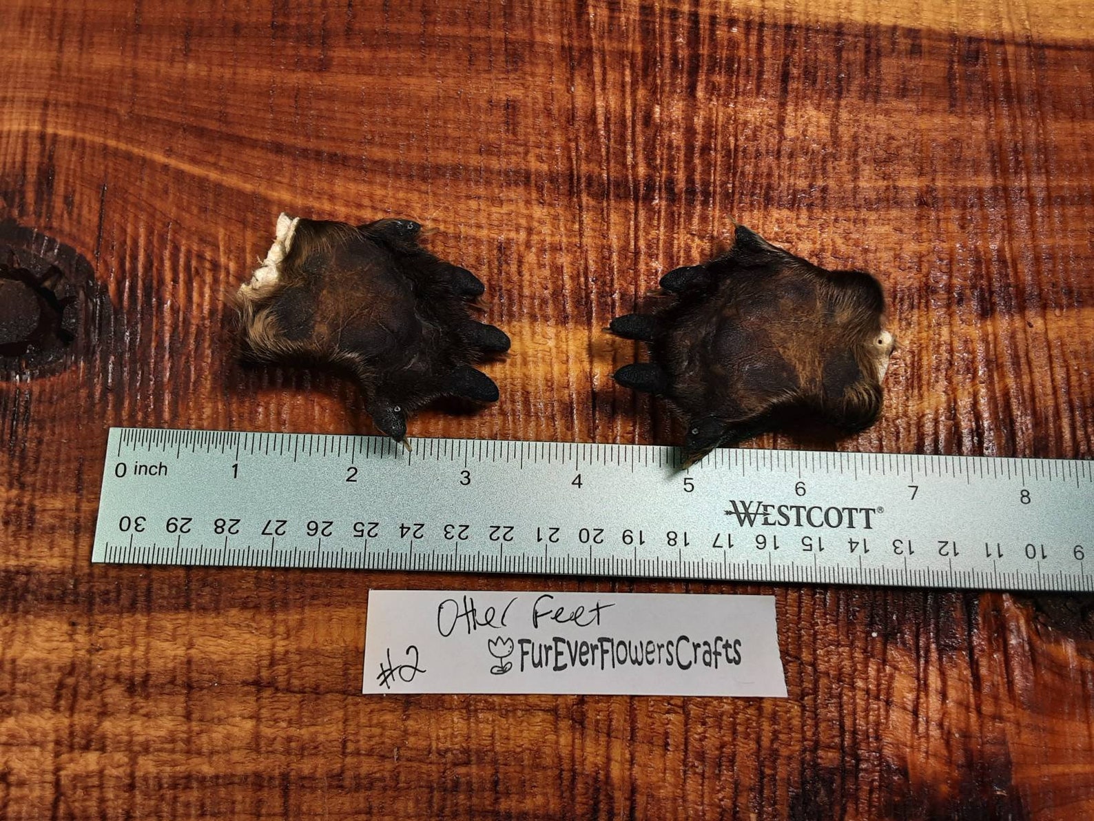 Otter Feet/2 Feet/Animal Feet/River Otter Parts/Foot | Etsy