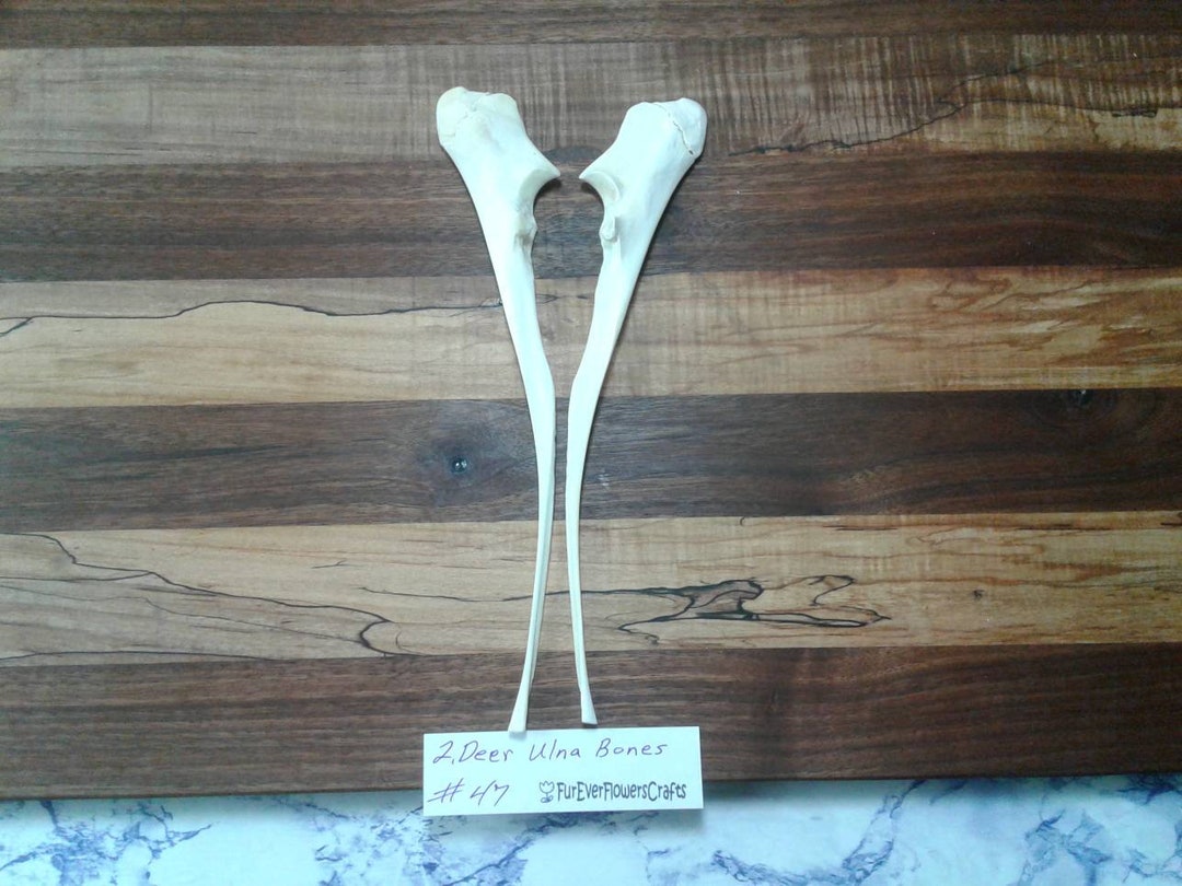 Deer Bones/2 Deer Leg Bones/ulna Bones/real/jewelry Supply Bones - Etsy