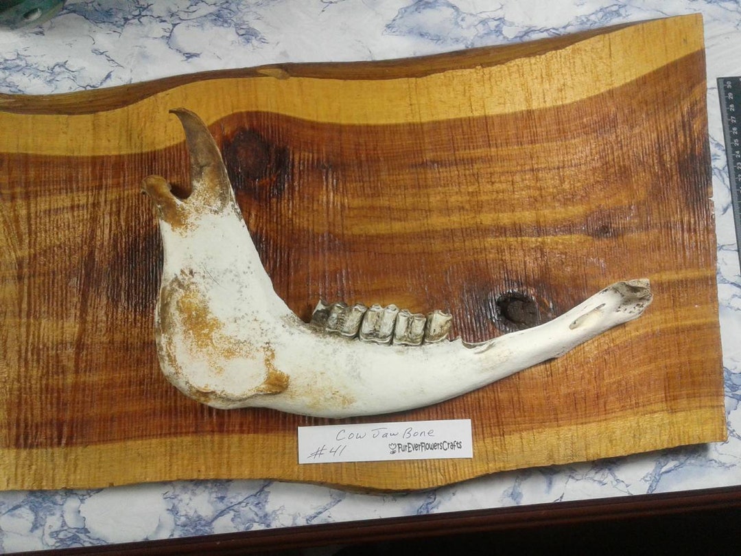 Cow Bone/cow Lower Jaw Bone Skull/found/real Bone/skull/domestic Cow ...