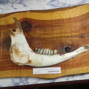 Cow Bone/cow Lower Jaw Bone Skull/real Bone/skull/domestic Cow Jaw/cow ...