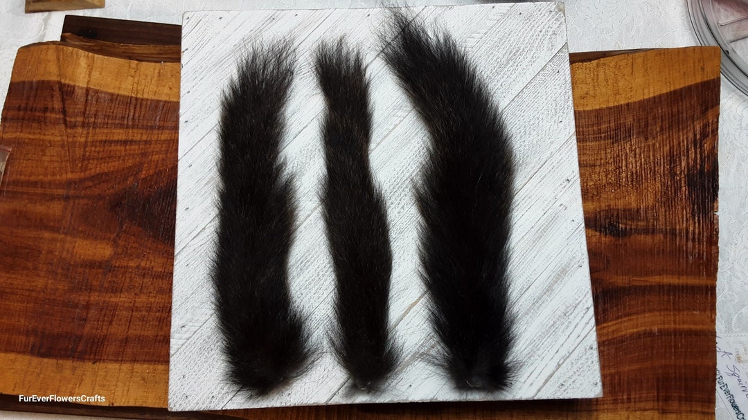 Squirrel Tail/1 Tail/northern Black Squirrel/mummified/dried/tail Pelts ...
