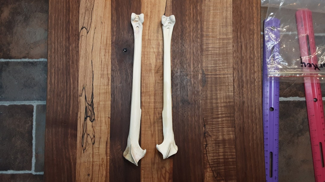 Turkey Leg Bones/2 Pack/real Bones/bird Bones/ - Etsy New Zealand