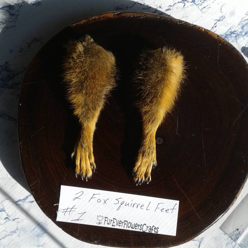 Squirrel Feet - Etsy