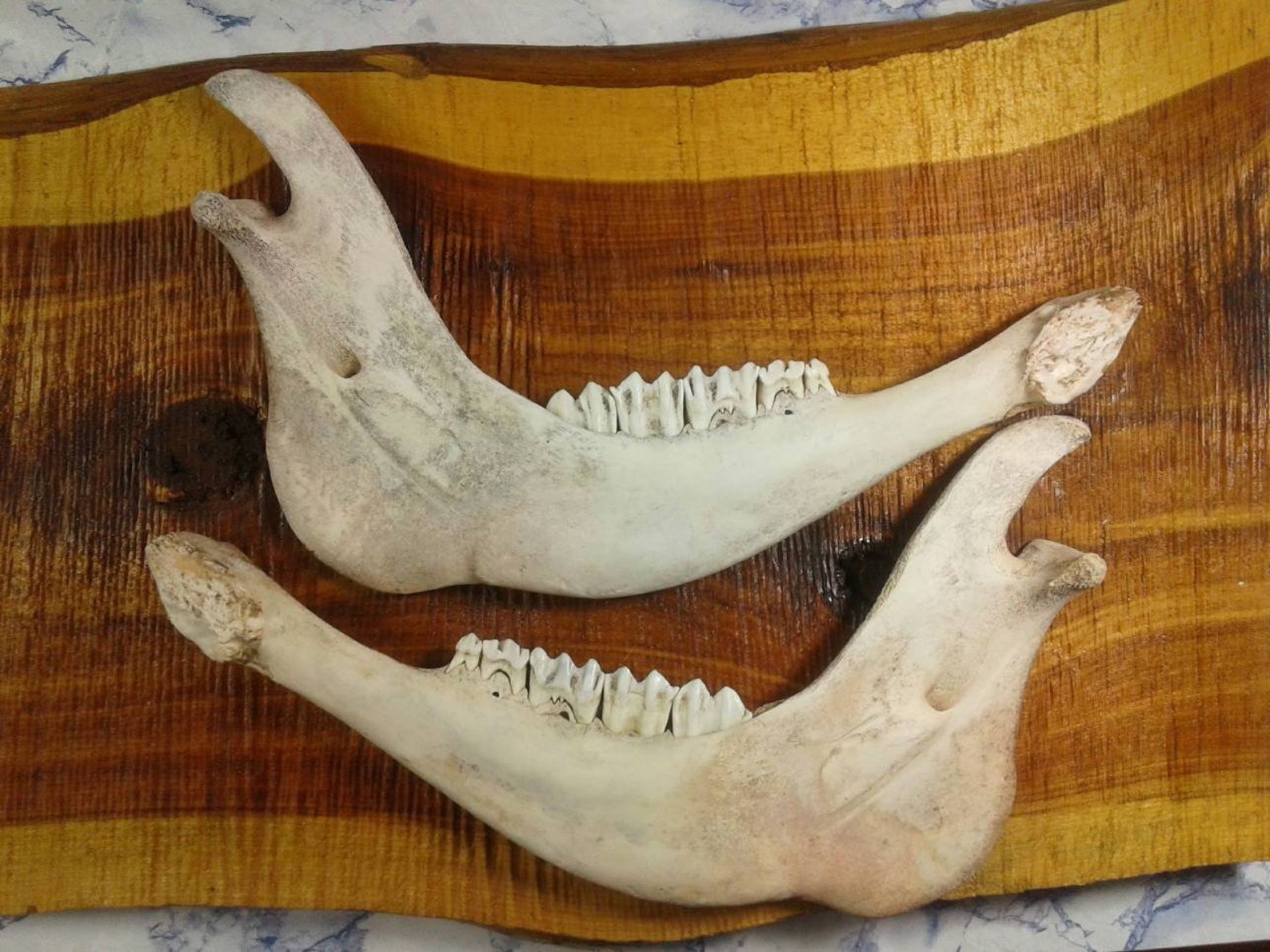 Cow Bone/Calf Jaw/Matched Set/Found/Real Bone/Skull/Domestic | Etsy