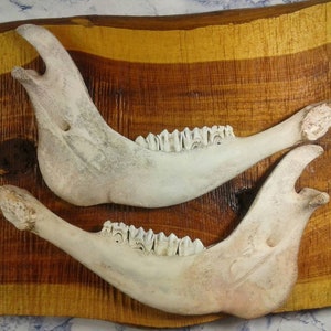 Cow Bones/2 Cow Jaws/matched Set/found/real Bone/skull/domestic Cow Jaw ...