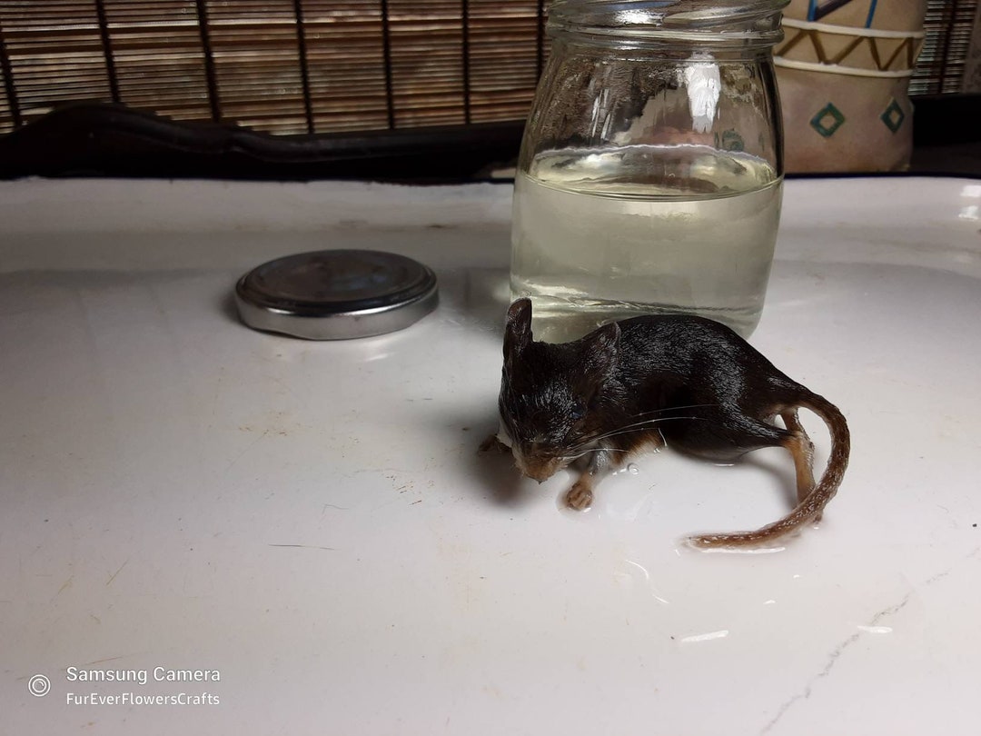 Wet Mouse/wild Field Mouse/wet Specimen/glass Jar/real - Etsy