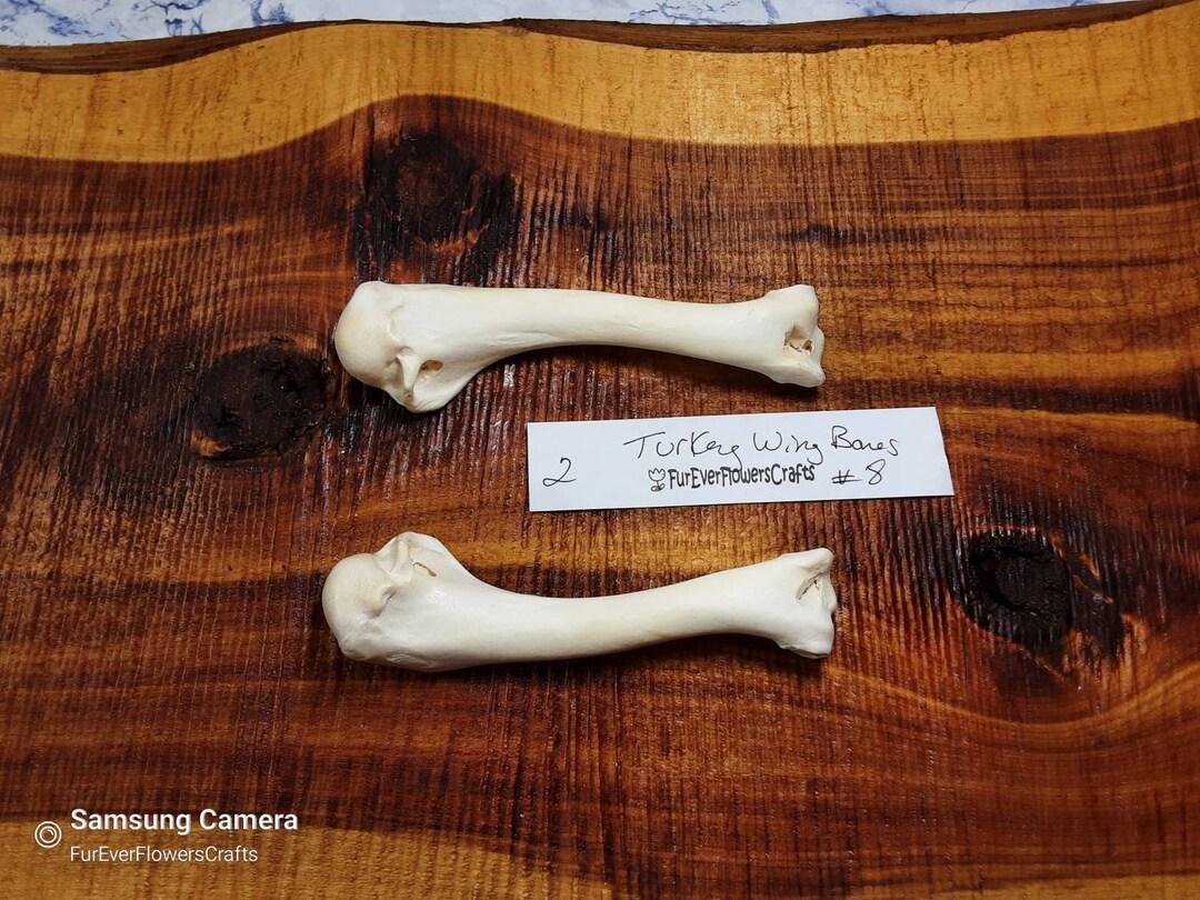 Real Turkey Bones/2 Bones/wing Bones/real Bird Bones/ - Etsy