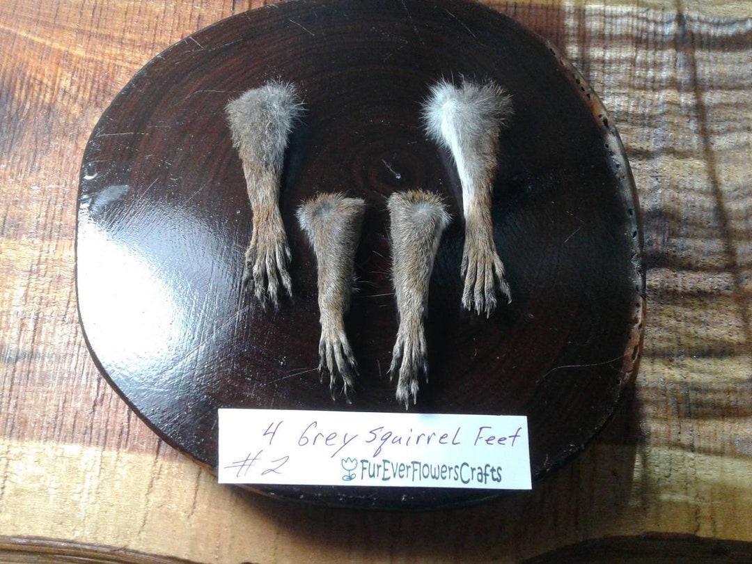 Squirrel Feet/4 Grey Squirrel Feet/squirrel Foot/fox Squirrel/real - Etsy