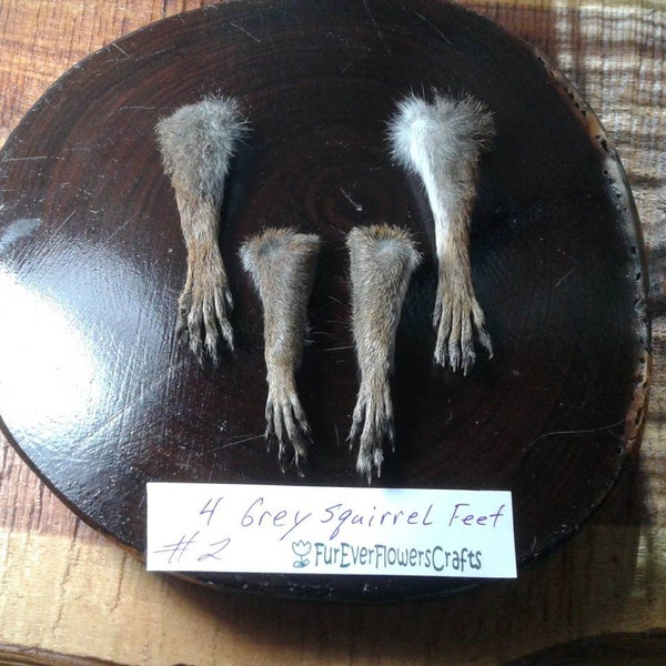 Squirrel Feet - Etsy