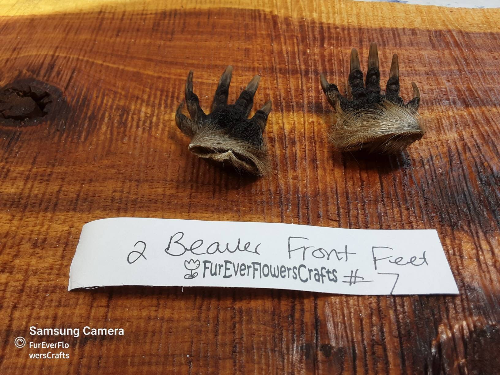 Beaver Feet/Foot/2 Beaver Feet/Beaver Claws/Front Feet/Beaver | Etsy