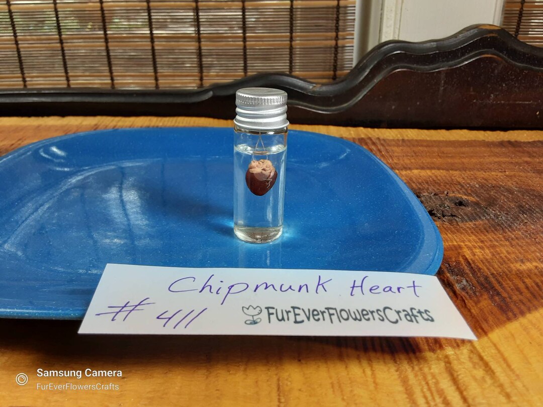 Wet Chipmunk Heart/wet Specimen/glass Jar - Etsy