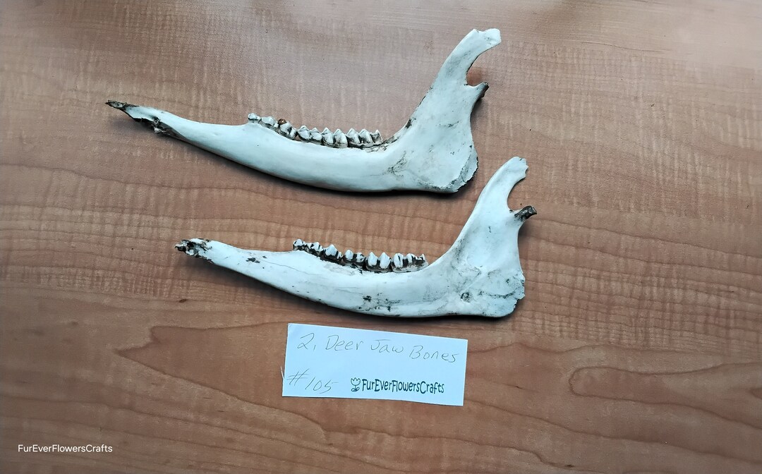 Deer Jaw Bones/found/lower Deer Jaw Bone/doe - Etsy