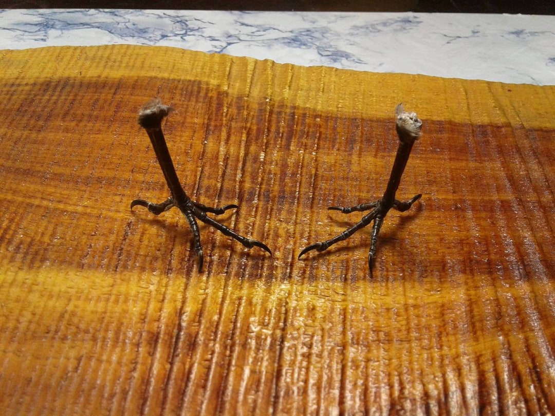 Starling Feet/2 Bird Feet/claws/bird Claws/bones - Etsy