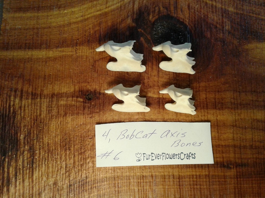 Bobcat Bones/4 Pack/axis Bones/real Bone/craft Bones/jewelry Bones/lynx ...