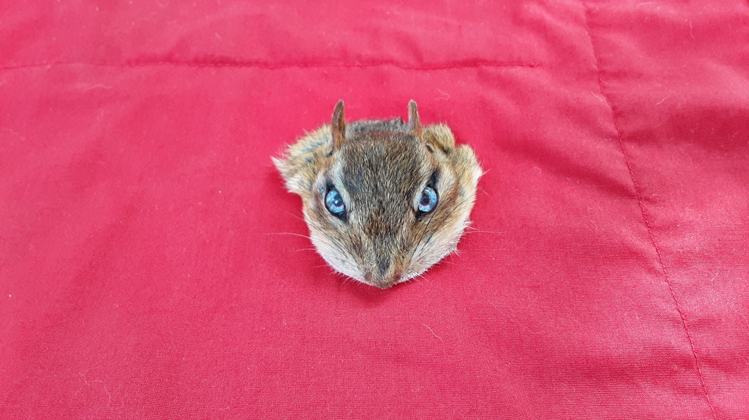 Chipmunk Face Pelt With Glass Eye's/tanned With Glass - Etsy