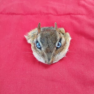 Chipmunk Face Pelt With Glass Eye's/tanned With Glass - Etsy