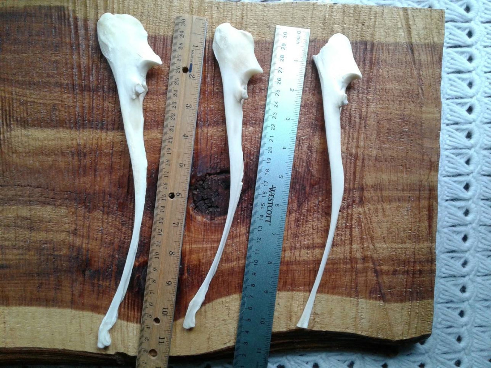 Deer Ulna Leg Bones 3 Deer Bones Ulna Bone Etsy deer-ulna-leg-bones-3-deer-bones-ulna-bone-etsy