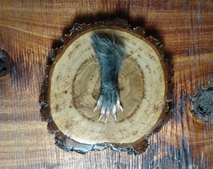 Opossum Foot/1 Foot/opossum Claws/opossum Feet/real - Etsy