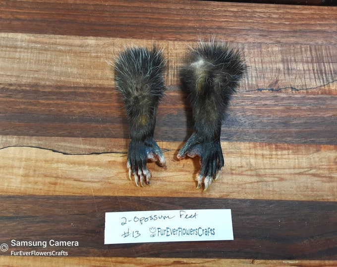 Opossum Feet/2 Feet/opossum Feet - Etsy