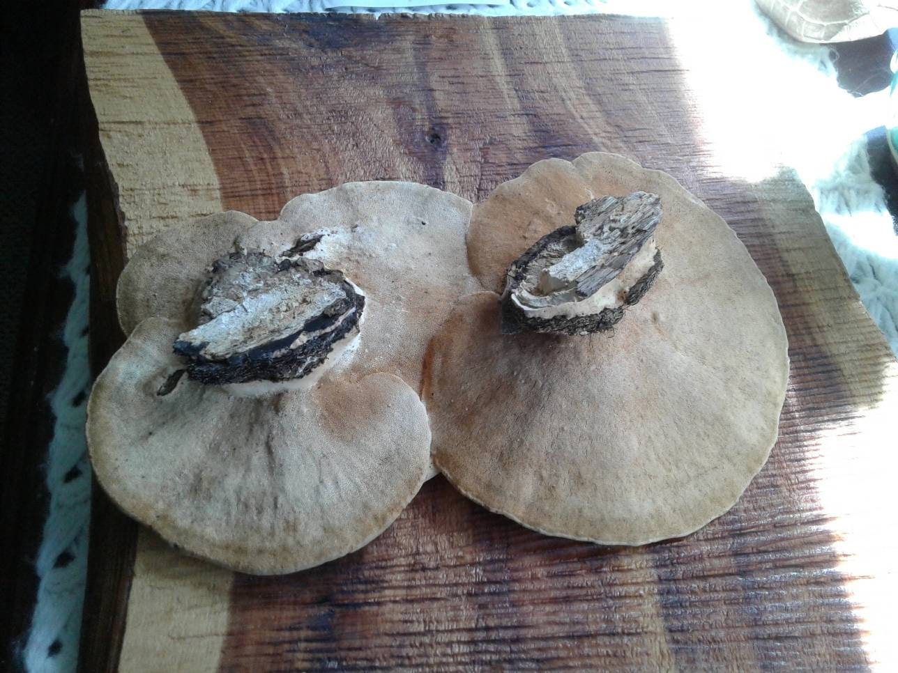 Shelf Mushrooms 1 2 Pollypore Mushroom Sponge Mushrooms Etsy