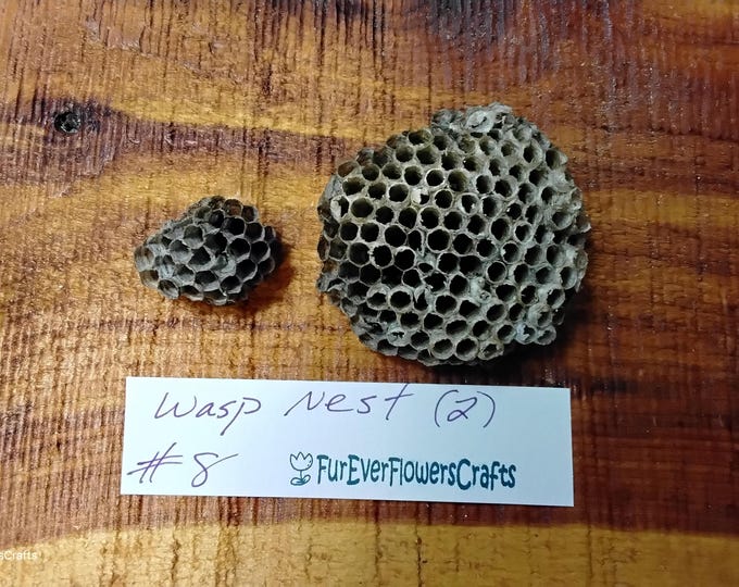 Wasp Nest/2 Nest/real Nest/paper Nest - Etsy