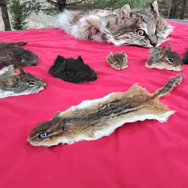 Real Animal Skin - Etsy